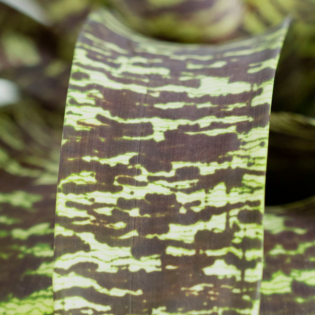 Goudaea – Bromelias de Colombia