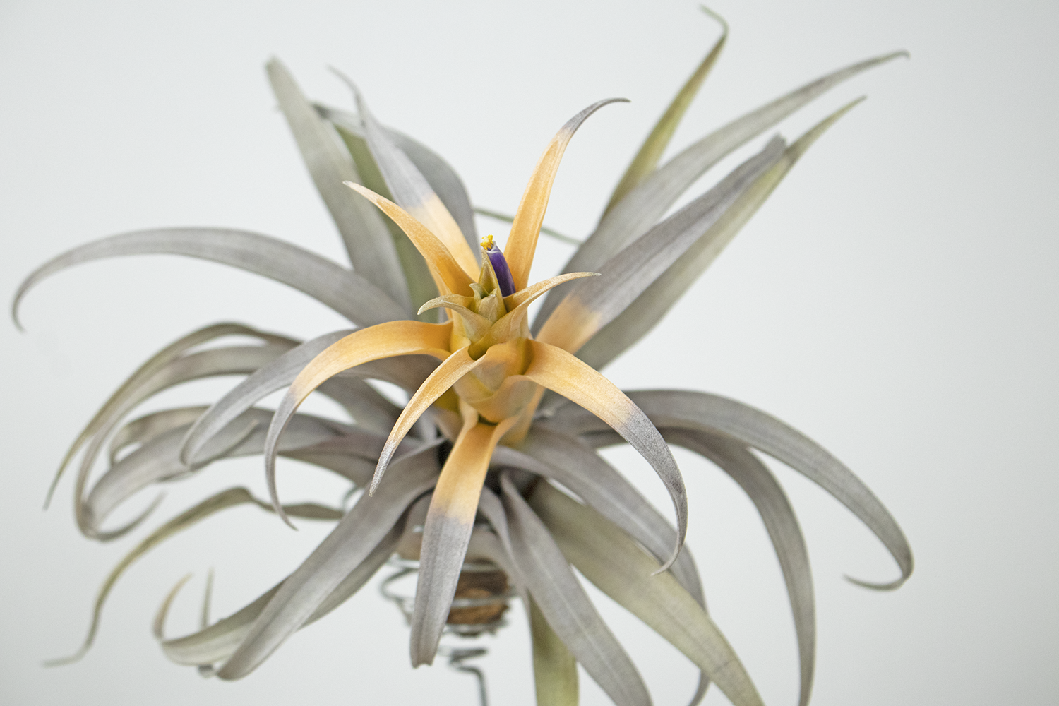 Till. capitata yellow star – Bromelias de Colombia